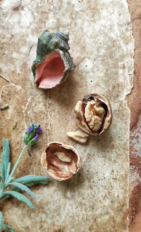 Still Life with Walnut and Shell Stock Photo - Image of shell, book ...
