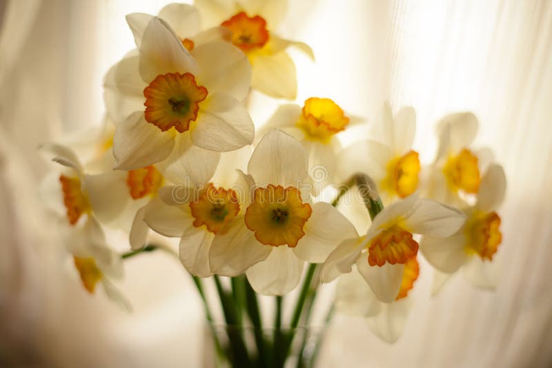 Still Life with White Daffodils on Windowsill Stock Image - Image of ...