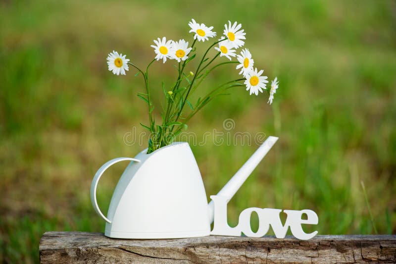 Still Life with White Daisies Stock Image - Image of blossom, green ...