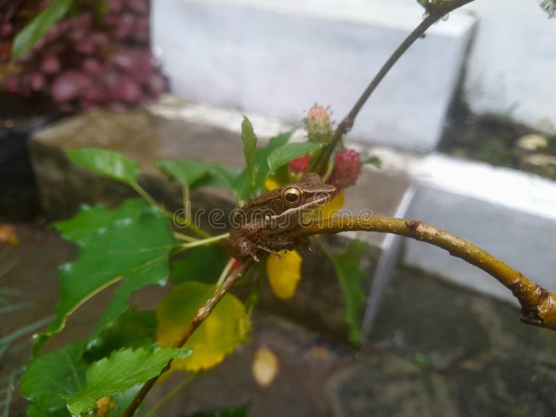 A Little Cute Frog on Raspberry Tree Stock Image - Image of frog, tree ...