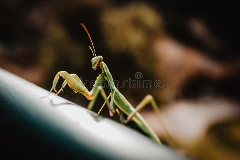 A Still Mantis on a Bar in the Park Stock Photo - Image of insect ...