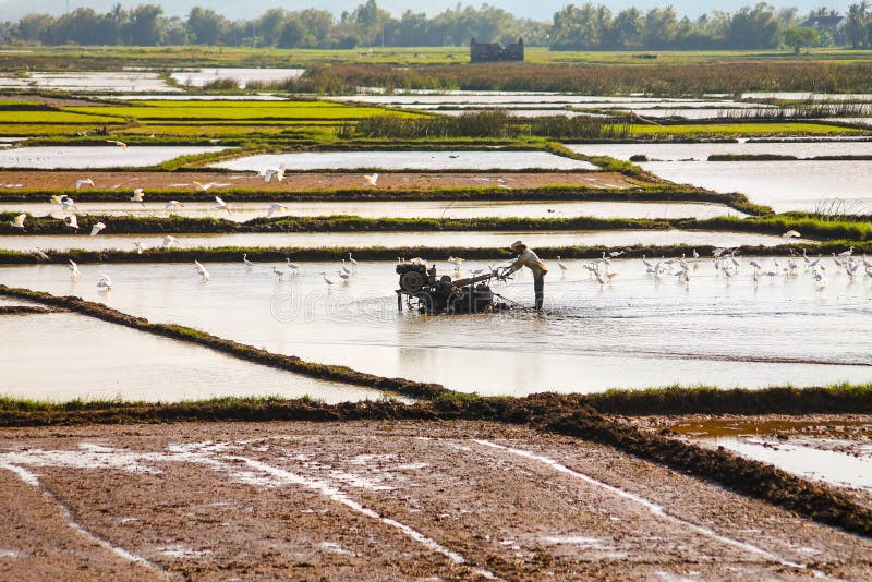 Rice field work editorial image. Image of machine, rice - 101335585