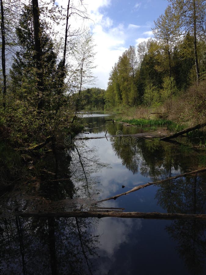 Still pond stock photo. Image of nature, pond, still - 71201608