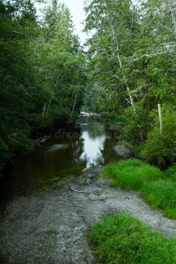 A Still Pond at the End of a Forest Trail Stock Photo - Image of ...