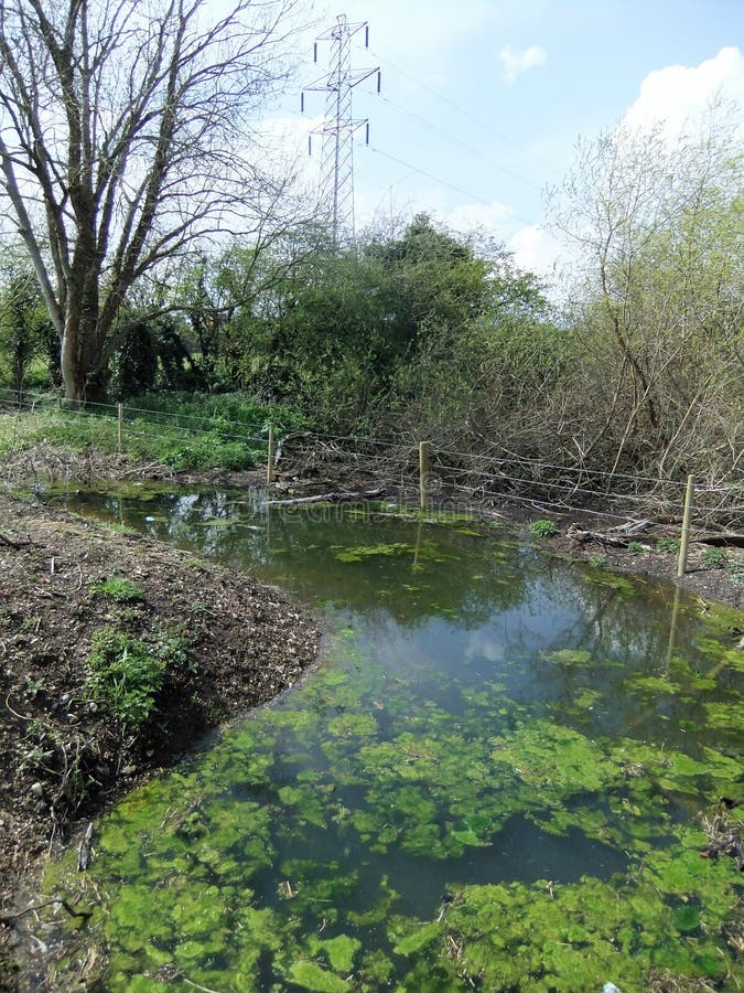 Still Pond stock photo. Image of water, plants, small - 95036878