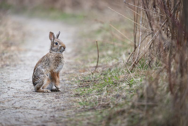 Still Rabbit on the Edge of a Path Next To Tall Grass and Shrubs Stock ...