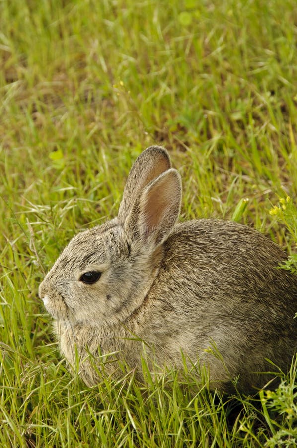 Still rabbit in the grass. stock image. Image of still - 23401939