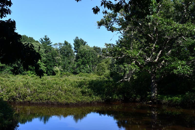 Still River II stock photo. Image of river, brush, reflected - 233905272