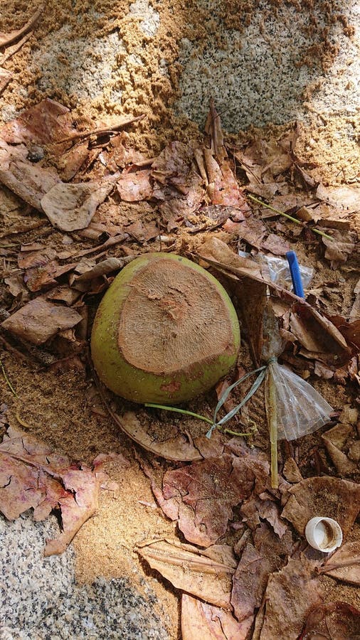 We Still See a Lot of Trash from Coconuts and Plastic on the Beach ...