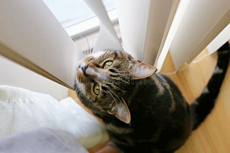 Still stock photo. Image of curiosity, focus, waiting - 79714246