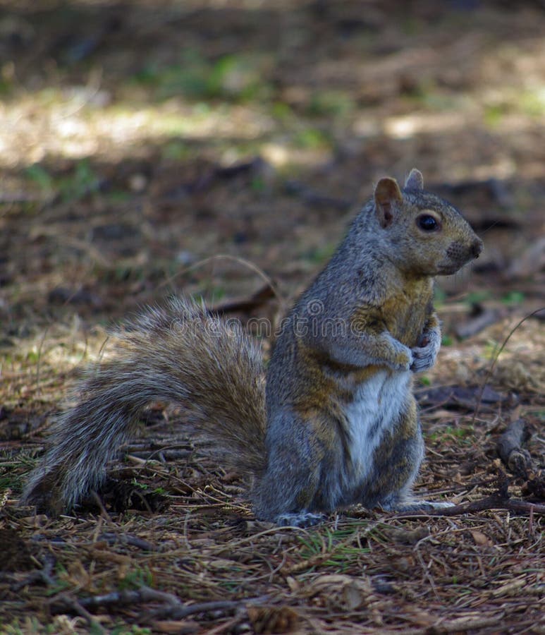 Still squirrel stock photo. Image of squirrel, grass - 42770644