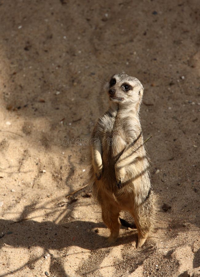 Still standing stock photo. Image of eyes, protect, furry - 14374536