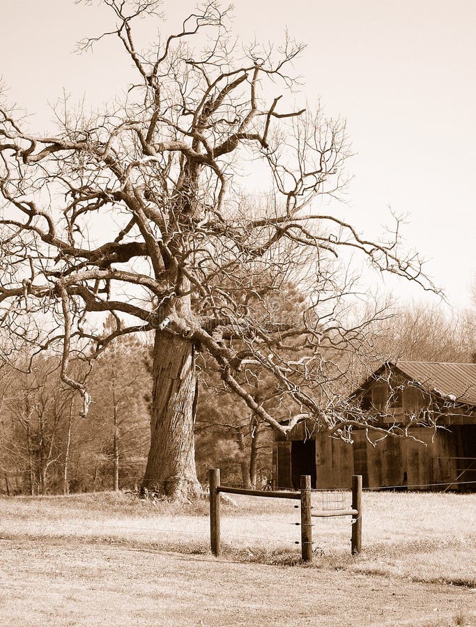Still Standing stock photo. Image of tree, country, weathered - 615578