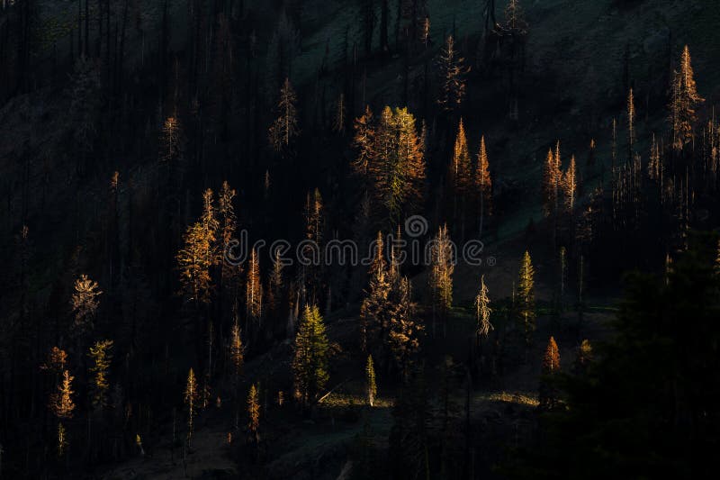 Still Standing Forest of Trees Stock Image - Image of sunset, trees ...