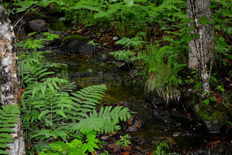 Still Stream stock image. Image of river, trees, plants - 94503537