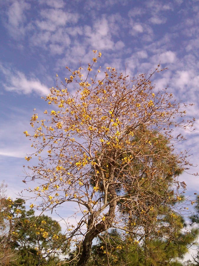Still Tree stock image. Image of clouded, tree, silence - 46595455