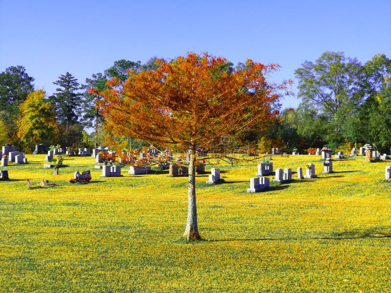 Still Tree stock image. Image of clouded, tree, silence - 46595455