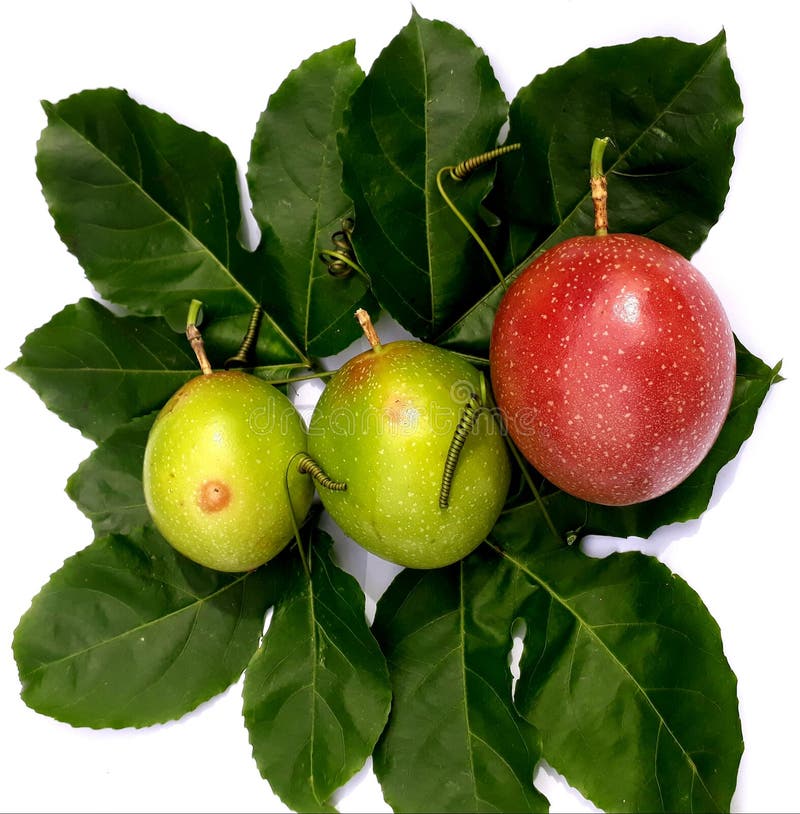 Still a Type of Passion Fruit that Grows in the Tropics, Especially ...