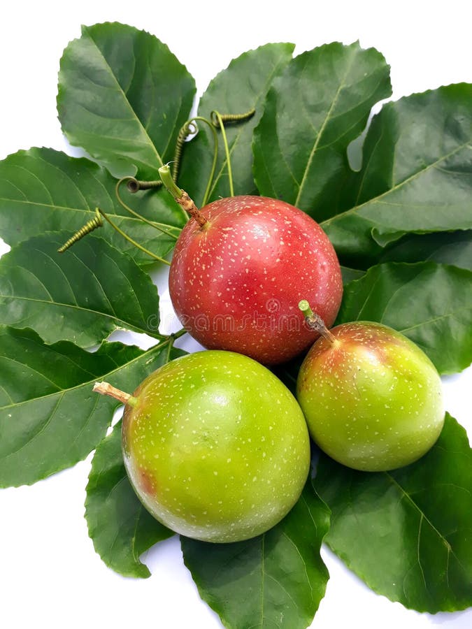 Still a Type of Passion Fruit that Grows in the Tropics, Especially ...