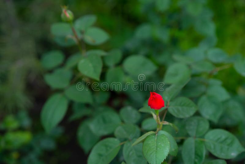 Still Unopened Growing Red Rose Stock Photo - Image of colorful, love ...