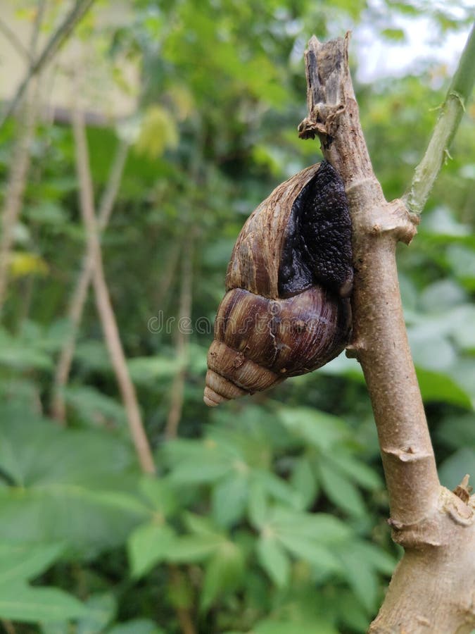 Still about the Very Greedy Pest Snails Stock Photo - Image of snails ...