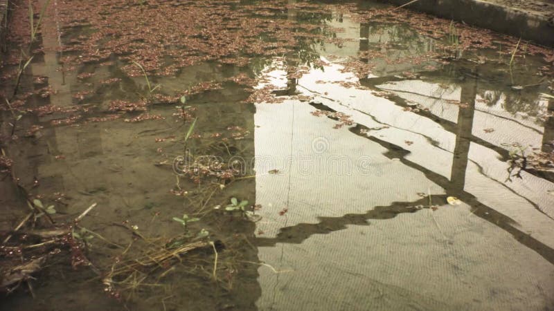 Still View of Floating Dry Brown Fallen Tiny Leaves on Surface of ...