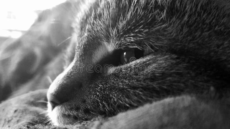 Still watching stock photo. Image of rest, relax, sleep - 62957492