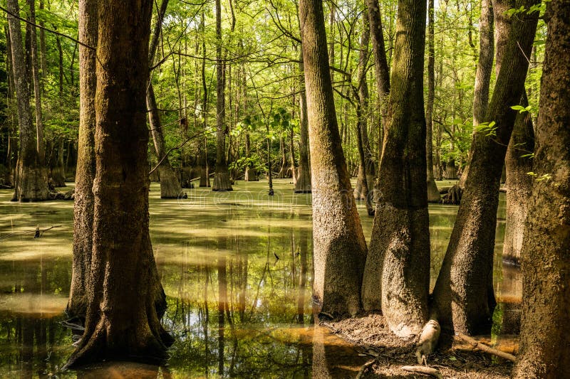 Still Water of Cedar Creek Lined with Muddy Trees Stock Photo - Image ...