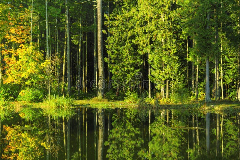 Still water and forest stock photo. Image of spruces, reflecting - 6738182