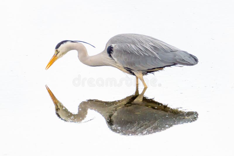 Heron and Its Reflection in the Sea Stock Photo - Image of beak ...