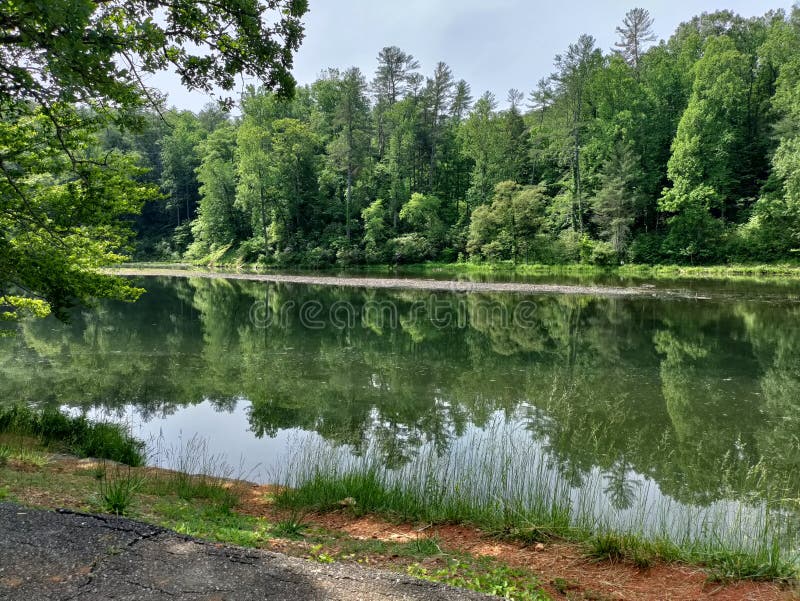 Still water Wonder stock photo. Image of fishpond, tree - 230899570