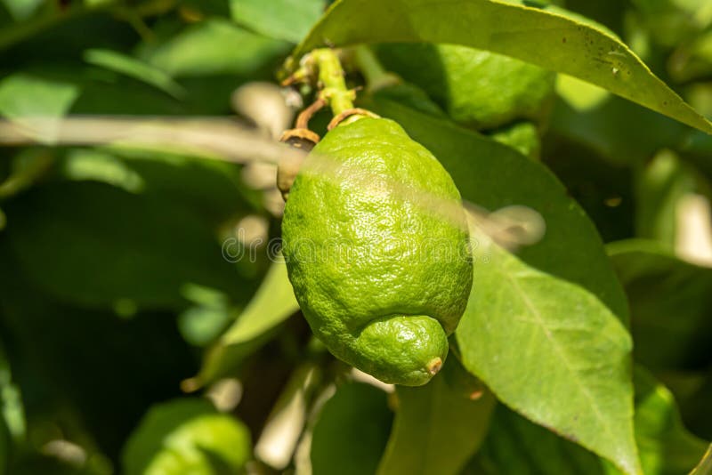 Wild lemon on a branch stock photo. Image of outdoor - 116336196