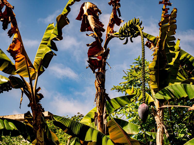 Still Young and New Banana Tree with Seeds and Fruit Stock Image ...