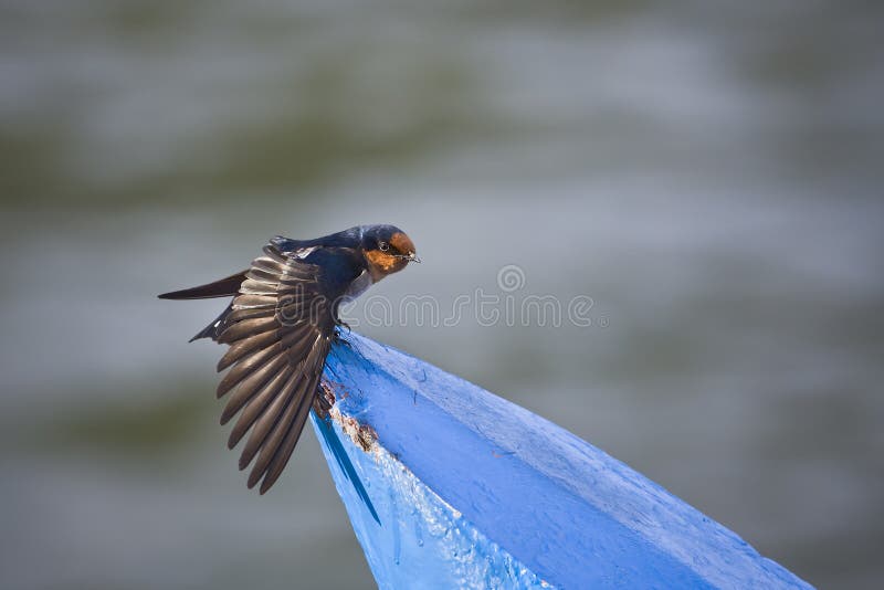 Pacific Swallow - Hirundo Tahitica Small Passerine Bird in the Swallow ...