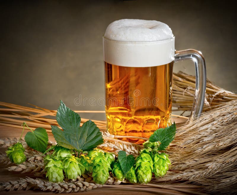 Het Glas Van Het Bier Met Hop Stock Foto - Image of agronomie, alcohol ...
