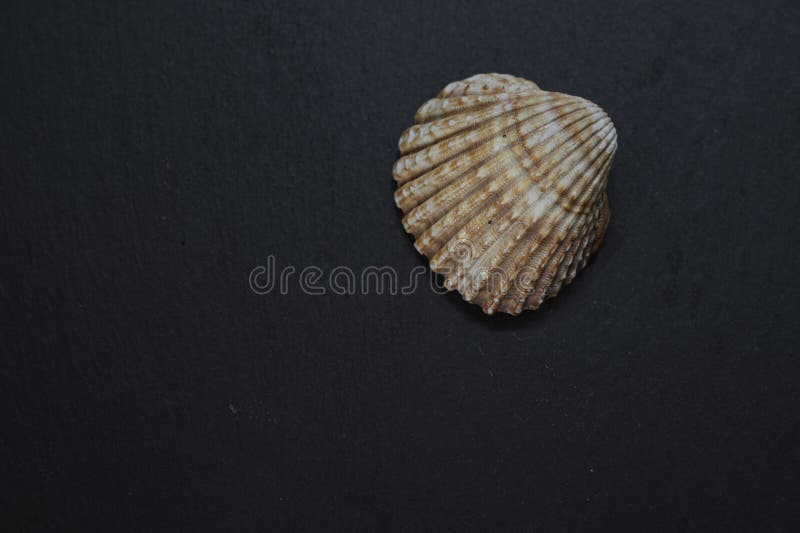 Stillife of One Sea Shell on a Black Background Stock Image - Image of ...