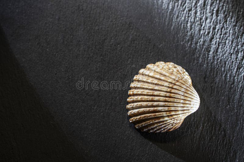 Stillife of One Sea Shell on a Black Background Stock Image - Image of ...