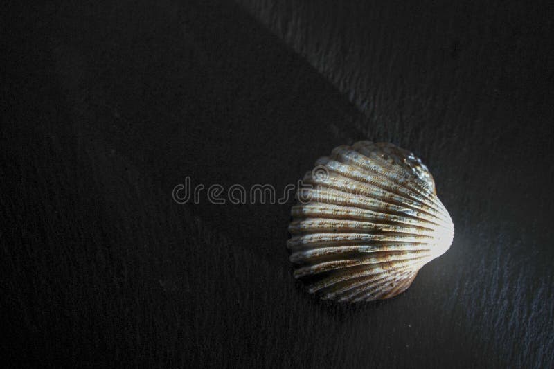 Stillife of One Sea Shell on a Black Background Stock Photo - Image of ...