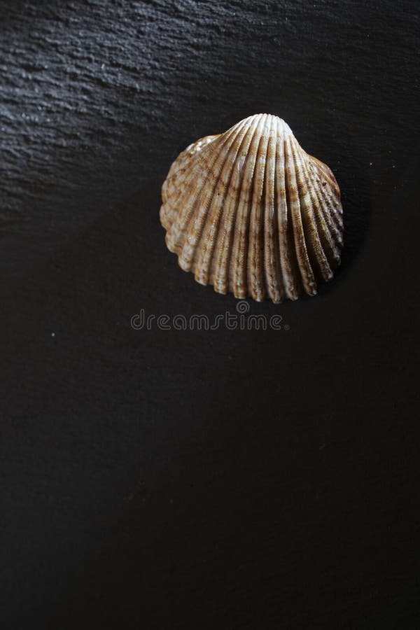 Stillife of One Sea Shell on a Black Background Stock Photo - Image of ...