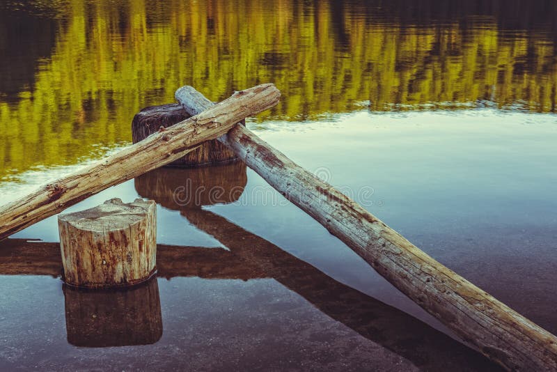 Stillness, Bare Tree Trunks Fallen in the Water Stock Photo - Image of ...