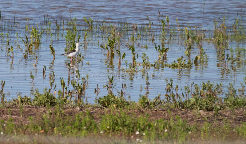 Stilt bird stock image. Image of glitter, environment - 39458327