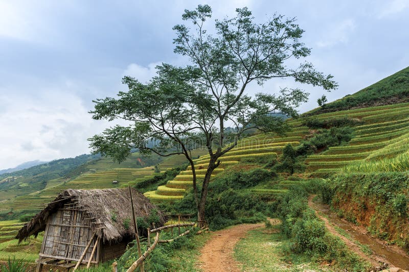 Stilt House With The Rice Fields Picture. Image: 30698277