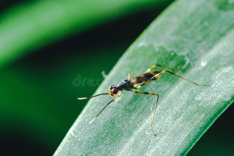 Stilt-Legged Flies on the Leaves Stock Photo - Image of flies, love ...