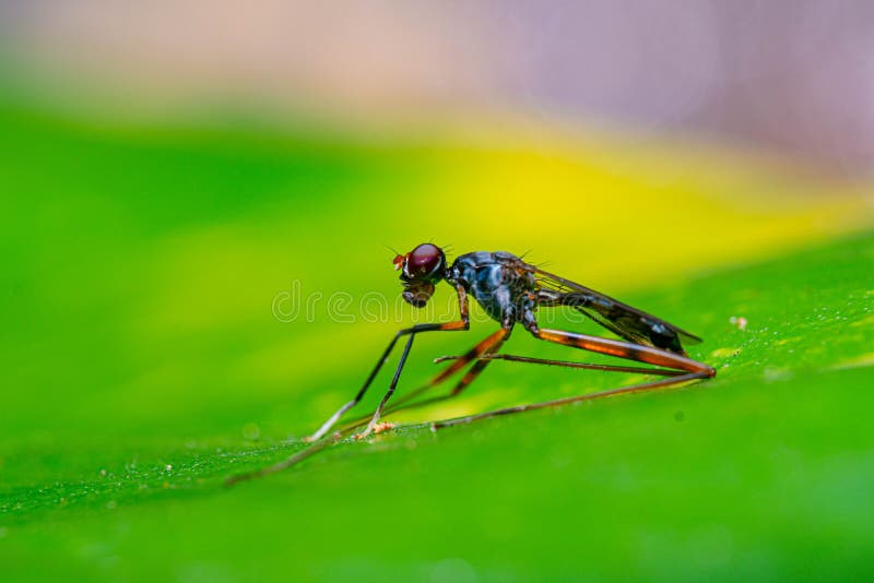 Stilt Legged Fly on a Bright Green Leaf Stock Photo - Image of life ...
