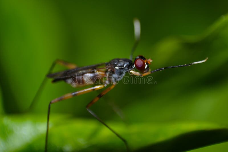 Stilt-legged fly stock image. Image of insect, stiltlegged - 190588279