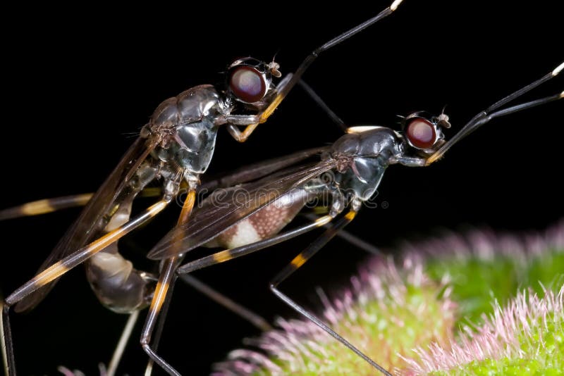 Mating Bull Snakes stock photo. Image of coil, mating - 1189234