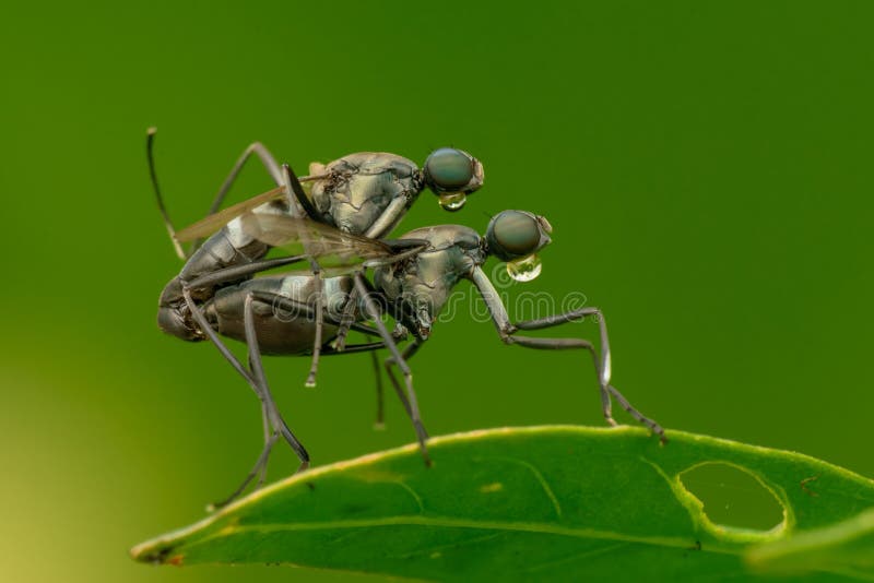 Stilt legged fly Mating. stock image. Image of green - 221198721