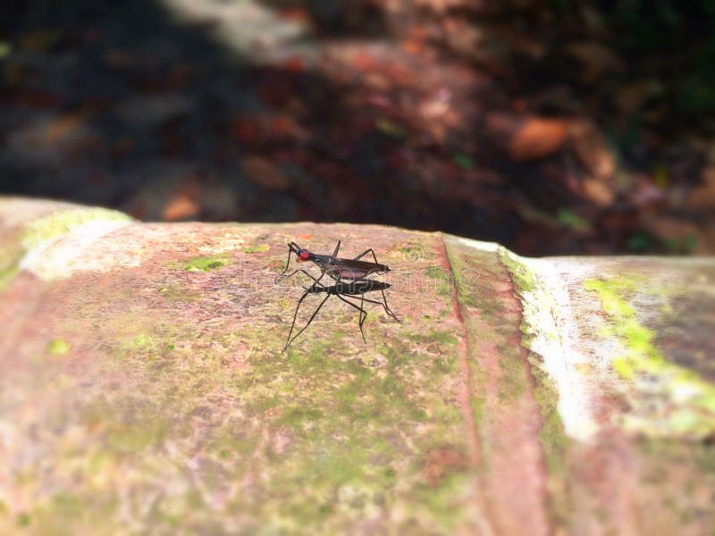 Stilt-legged Fly (micropezidae) Stock Image - Image of asia, rainforest ...