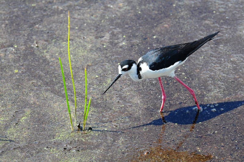 Stilt (Recurvirostridae) stock image. Image of walks - 19048933
