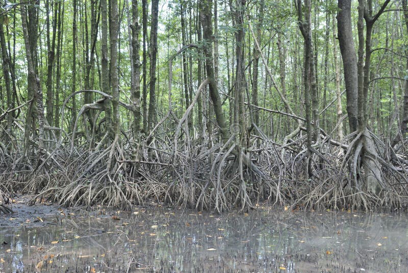 Stilt Roots Of Mangrove Trees In Sungei Buloh Wetland Reserve ...